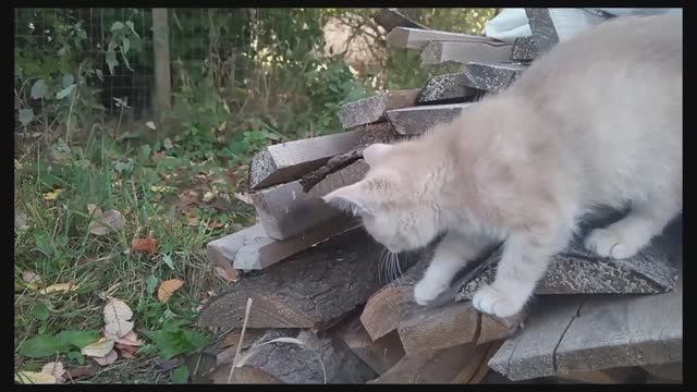 Пилю дрова,а со мной братва(кошки?)