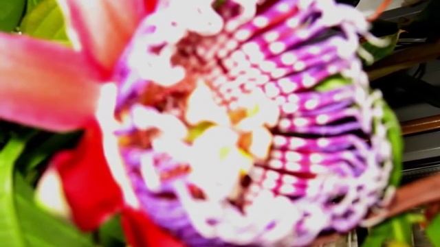 Елена Дворяшина играет Ф. Лист _Утешения_ №3