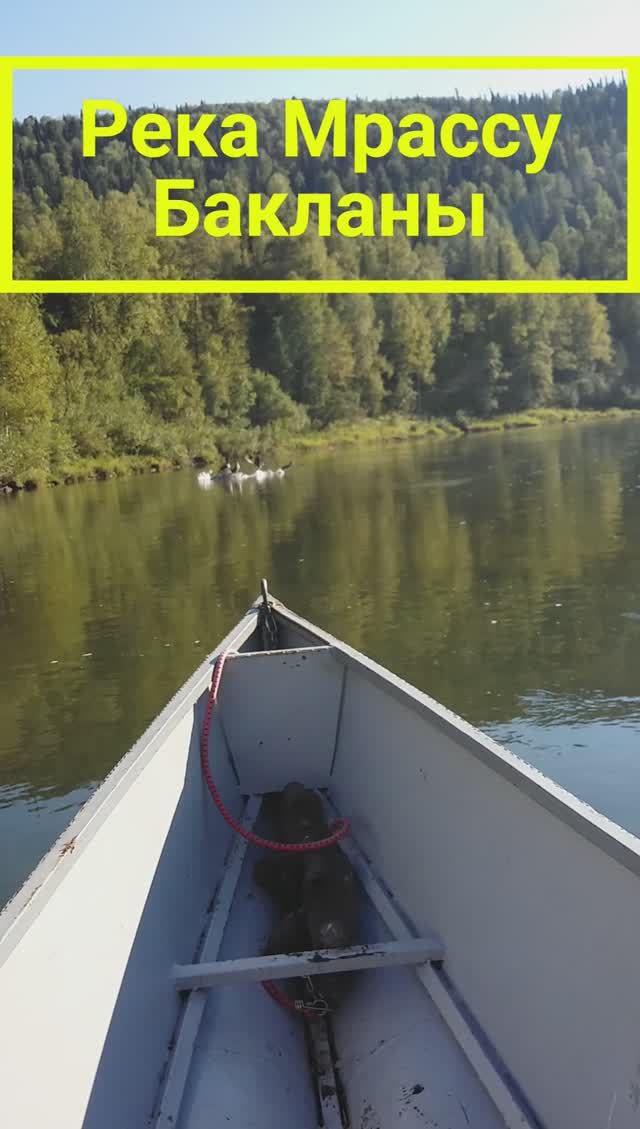 Река Мрассу. Бакланы.
