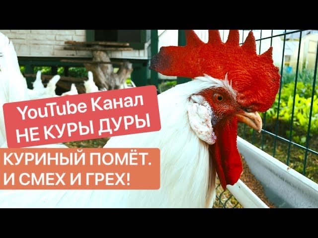 Приколы про кур. Куры несушки в домашних условиях..