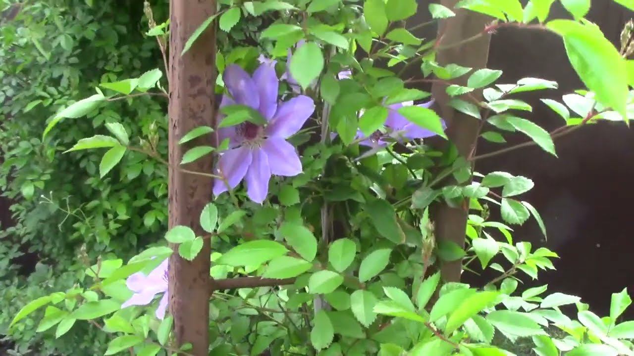 Растения в моем саду  в мае.