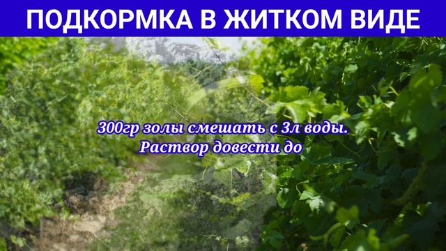 Зола удобрение для винограда