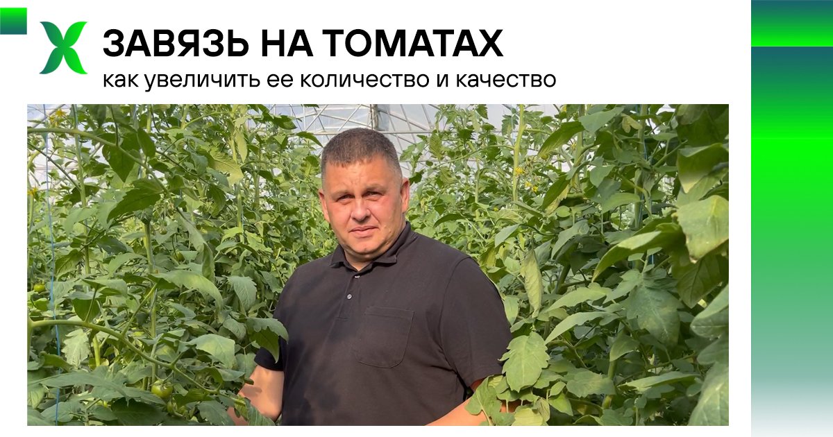 Чем увеличить завязь Томатов/Уход за томатами/Овощеводство в России