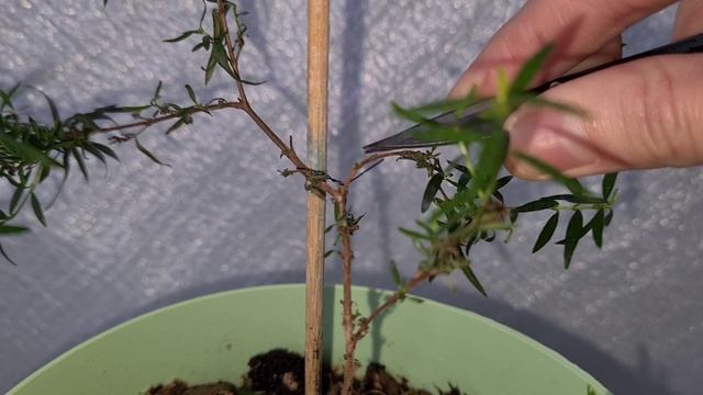 Серполистный 9