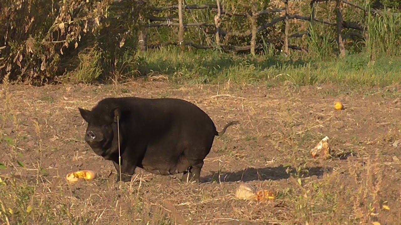 "Наша экосистема. Кабаны - второе пришествие." ч.1