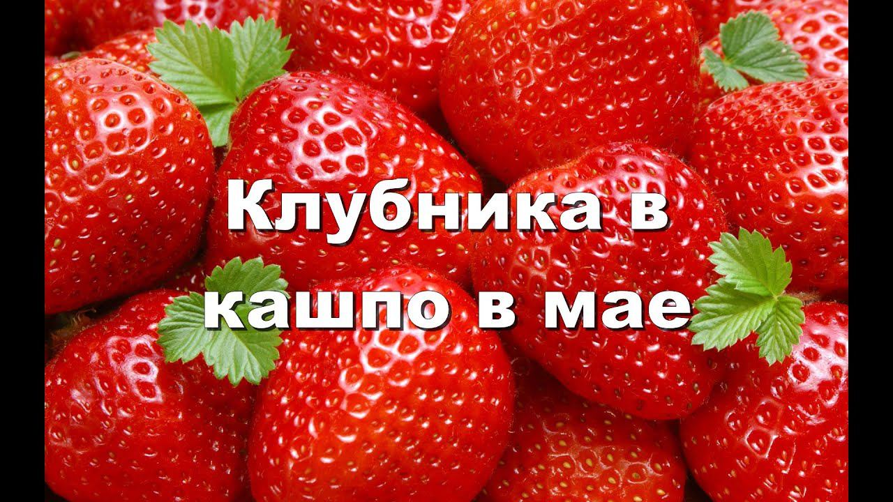 Клубника в кашпо в мае