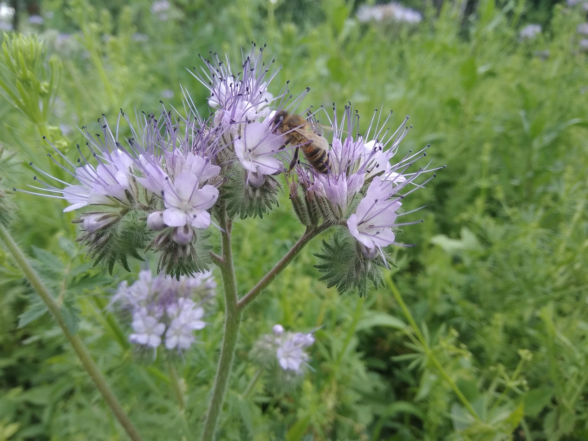 Пчела за работой