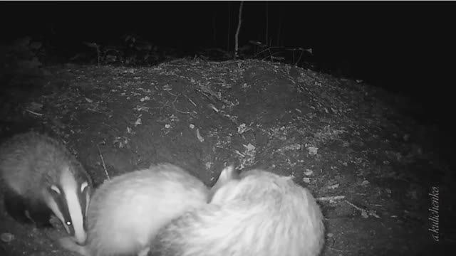 БАРСУЧАТА ВЕРНУЛИСЬ