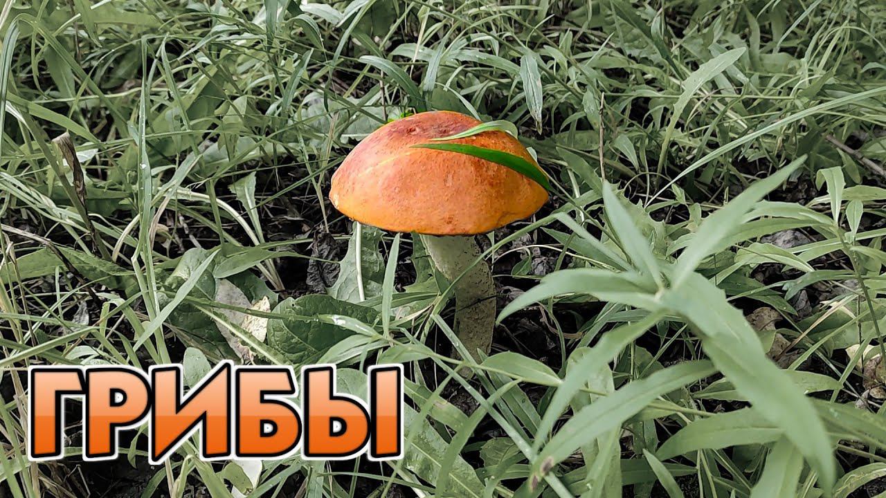 Поход за грибами в Соликамске