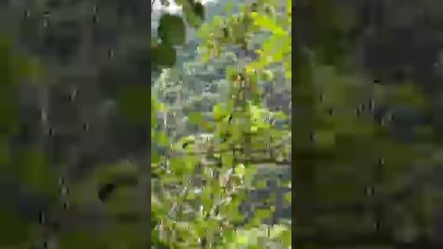 Сороки. 29.08.2021г.