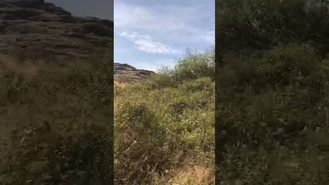 полезные свойства зверобоя