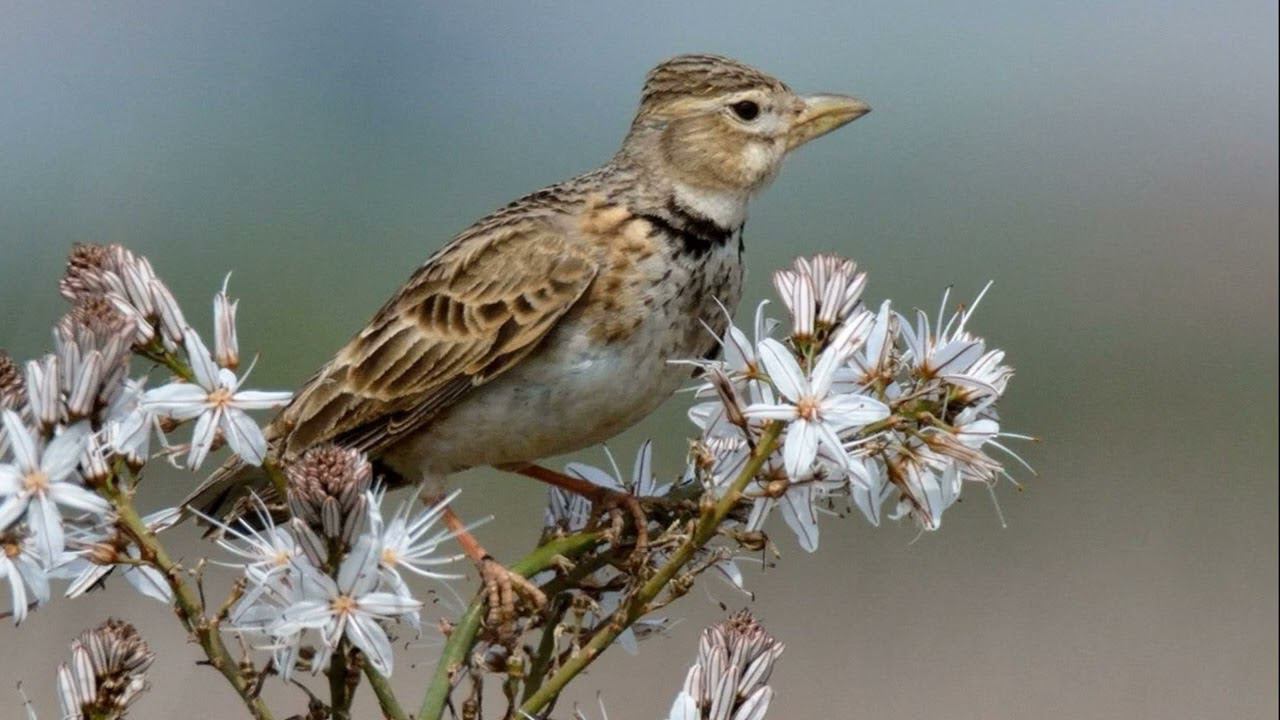 1. Жаворонок