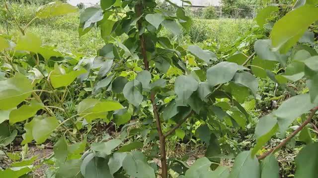 Абрикос привитый на сливу. Apricot grafted to a plum.