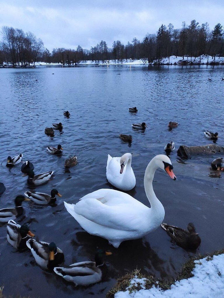 Весна_лебеди_ в гости к маме.