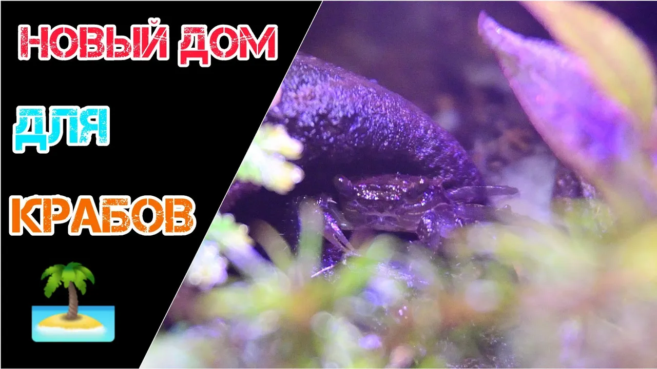 Пересаживаем малышей крабиков в новый флорариум