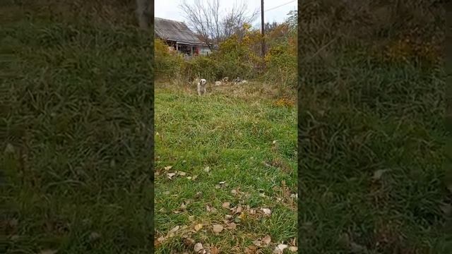 Шайка собак на дачах