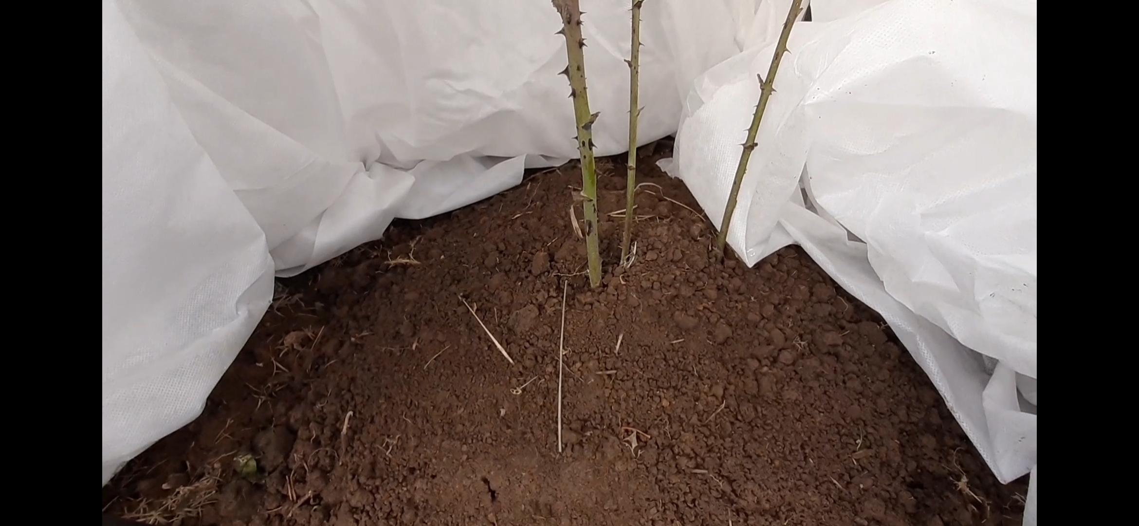 На даче. 3 апреля 2023 года.