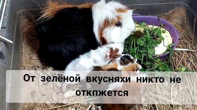 Свинки малышарики. В возрасте трех дней уже пробуют взрослую еду