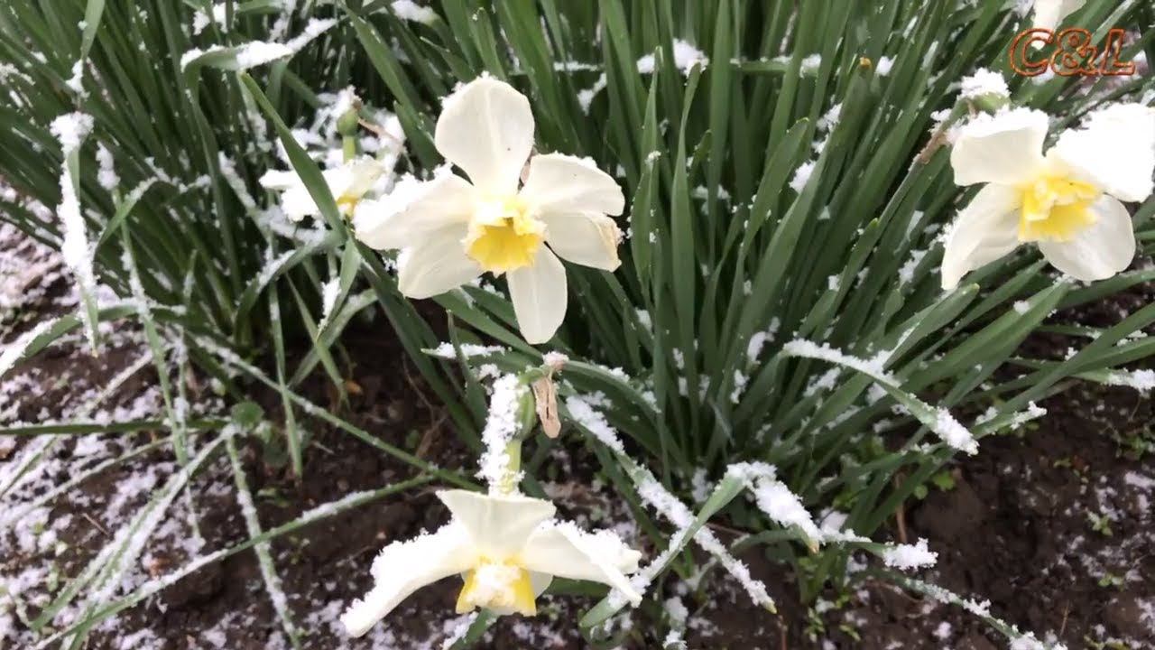 Аномальная погода. Снег падает в мае на цветущие цветы и свежие листья