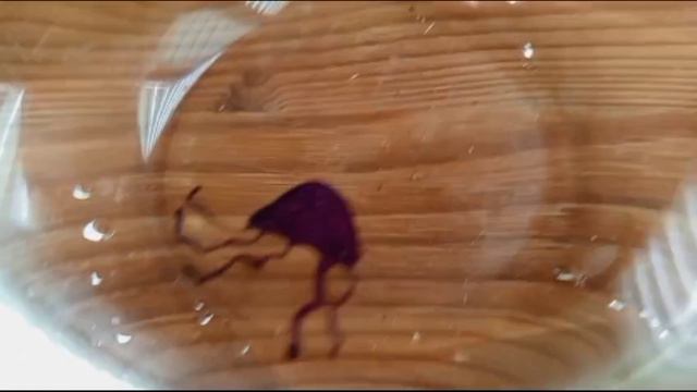 Оживляем рисунки с помощью воды .