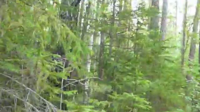 После дождя стволы с севера темные