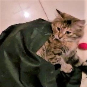 А ВЫ ЛЮБИТЕ УПАКОВЫВАТЬСЯ ТАК, КАК ЭТО ЛЮБИТ ДЕЛАТЬ ГРЭЙС?