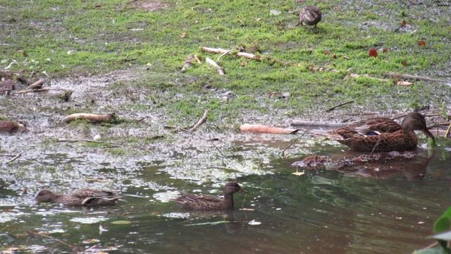 Чирки-свистунки и кряквы кормятся на отмели