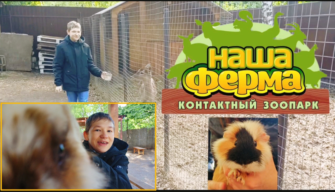 "Наша городская ферма"! Контактный зоопарк. Липецк. Парк Победы.