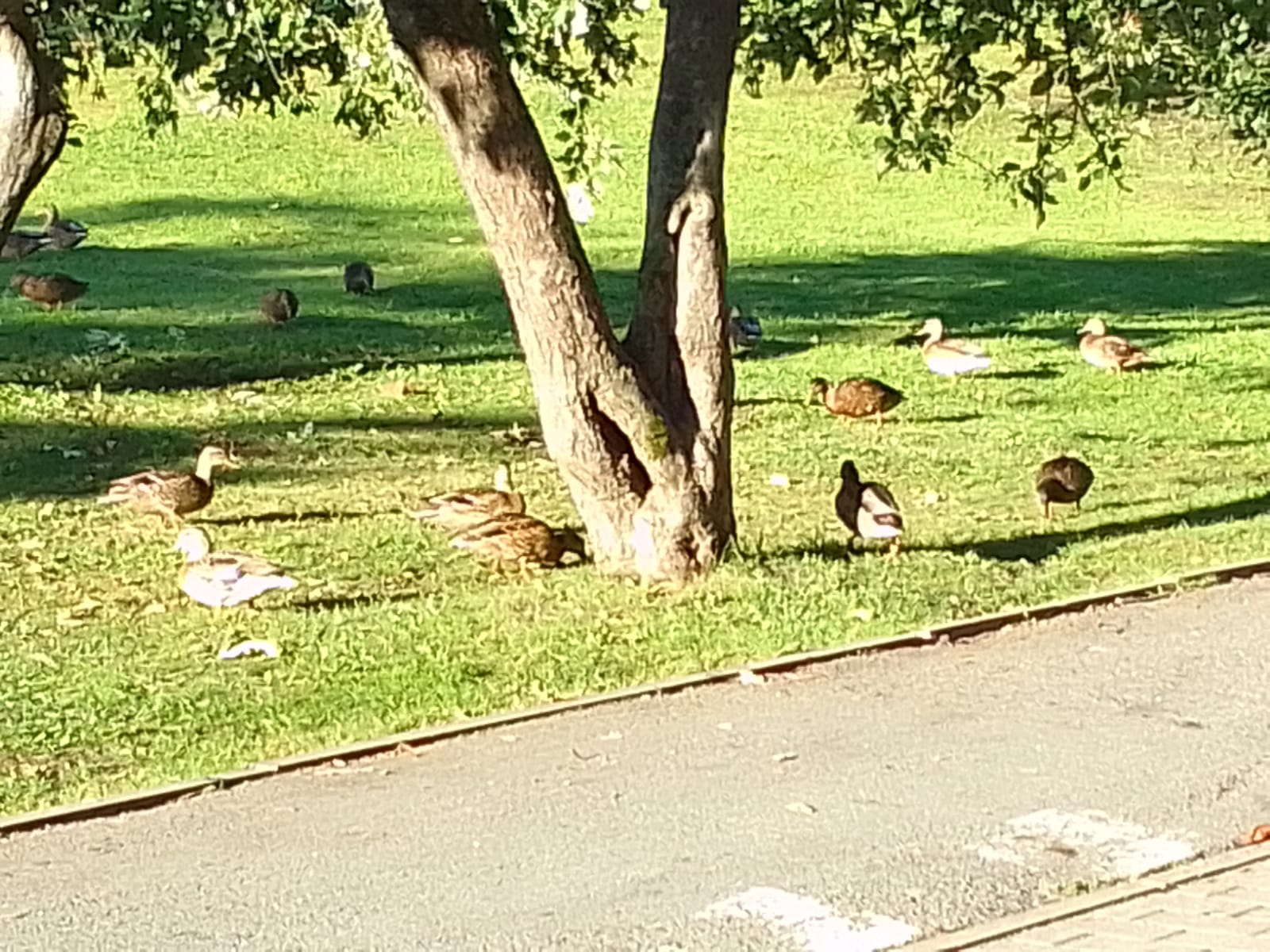 Утки в Финском парке