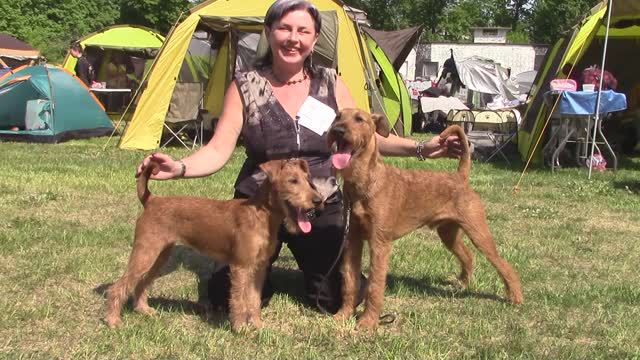 Ирландские терьеры : Выставка собак : Царевич Михарт и бэби Аура 2024