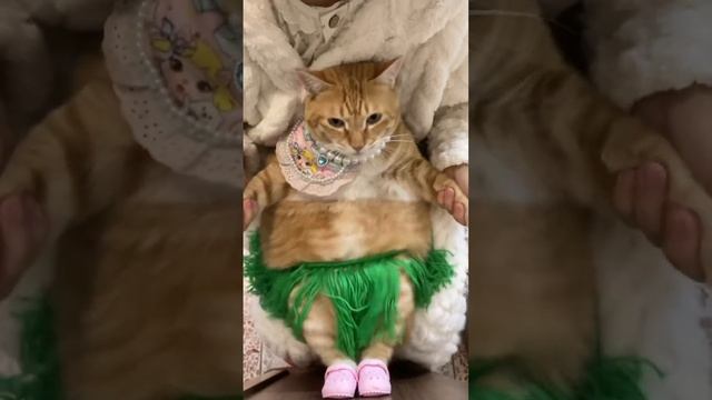 Котёнок 2023, танцы, серия № 85