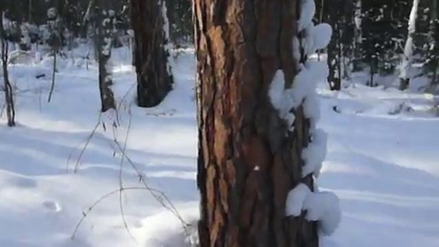 Ориентирование в кризисной ситуации. Снег на стволах