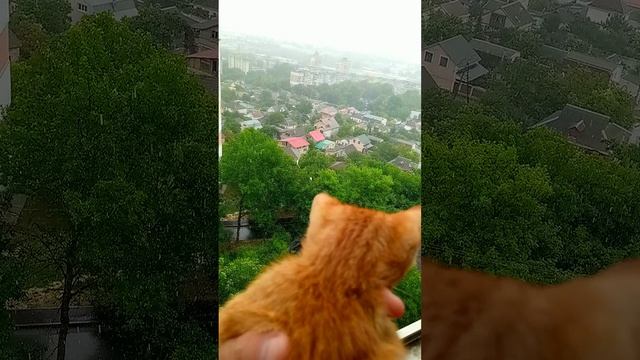 впервые увидел дождь рыжик.mp4