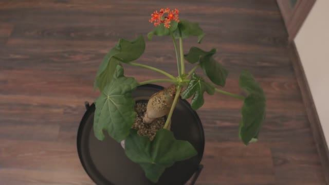 Ятрофа Подагрическая (Jatropha podagrica) - экзотичный суккулент с удивительным вздутым стеблем