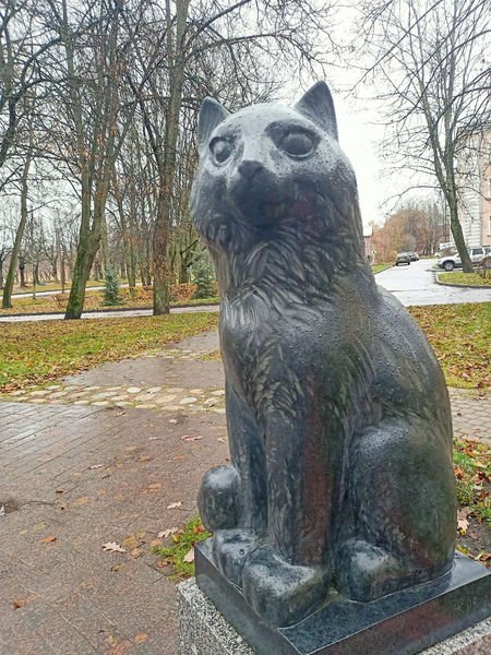 Необычный Дворик с кошками