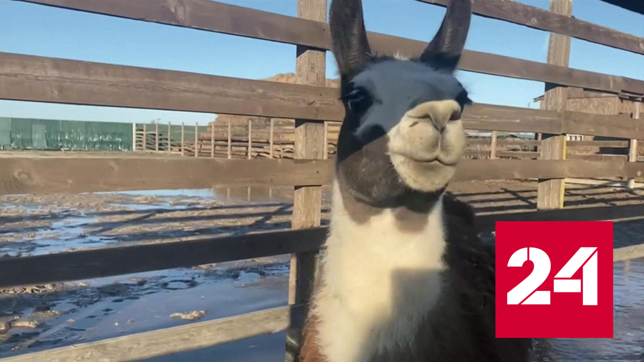 Зоологи из Москвы пришли на помощь животным херсонского "Сафари-парка" - Россия 24