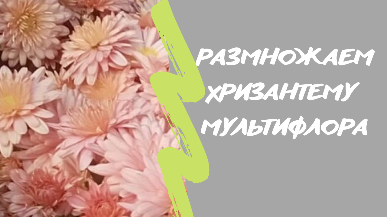 Размножение хризантемы мультифлора? делением куста.