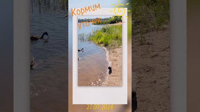 Кормим уточек. Нижний Новгород. Мещерское озеро. 27.07.2024