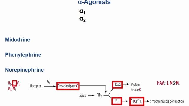 USMLE RX - 11.Фармакология - 1.Препараты Автономной НС - 15.Симпатомиметики