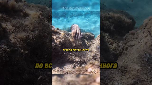 Зачем осьминогу 3 сердца?🤔🐙#факты #интересное #facts #интересно #животные