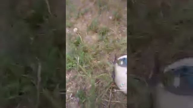 немного отловился