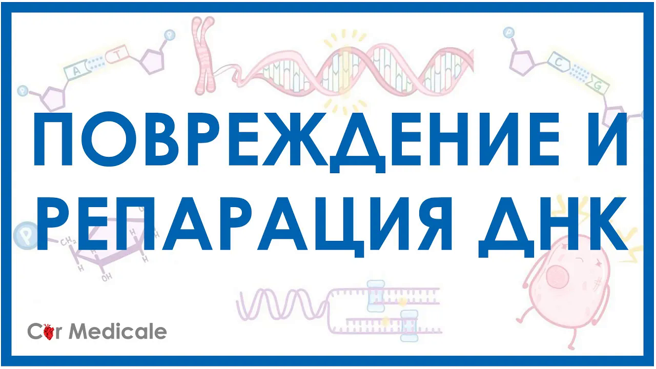 Повреждение и репарация ДНК