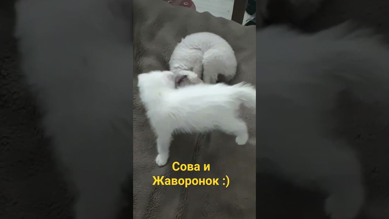 Сова и жаворонок