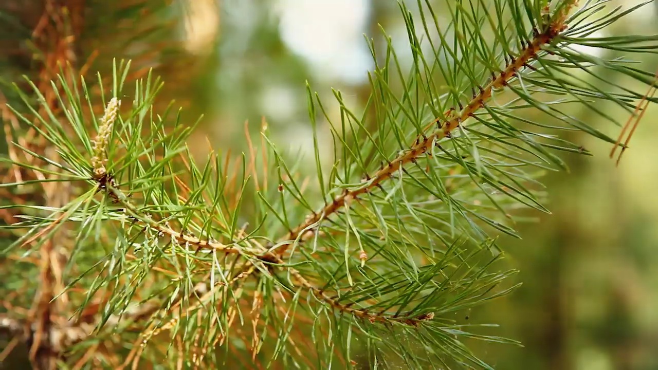 Лесная наука о вырубках.mp4