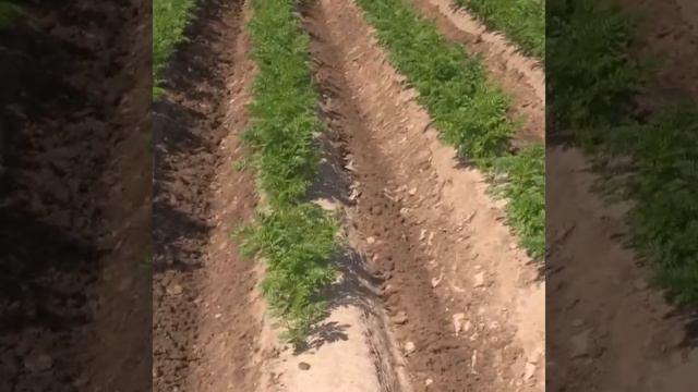 Работа российского мощного культиватора - гребнеобразователя Колнаг видео.mp4