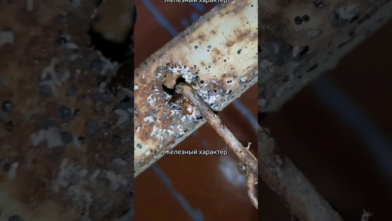 "Железные клопы" часть 2|Подпишись | #клопы #клопывквартире