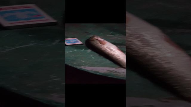 Скромный результат вечёрки 31.08.2024г.