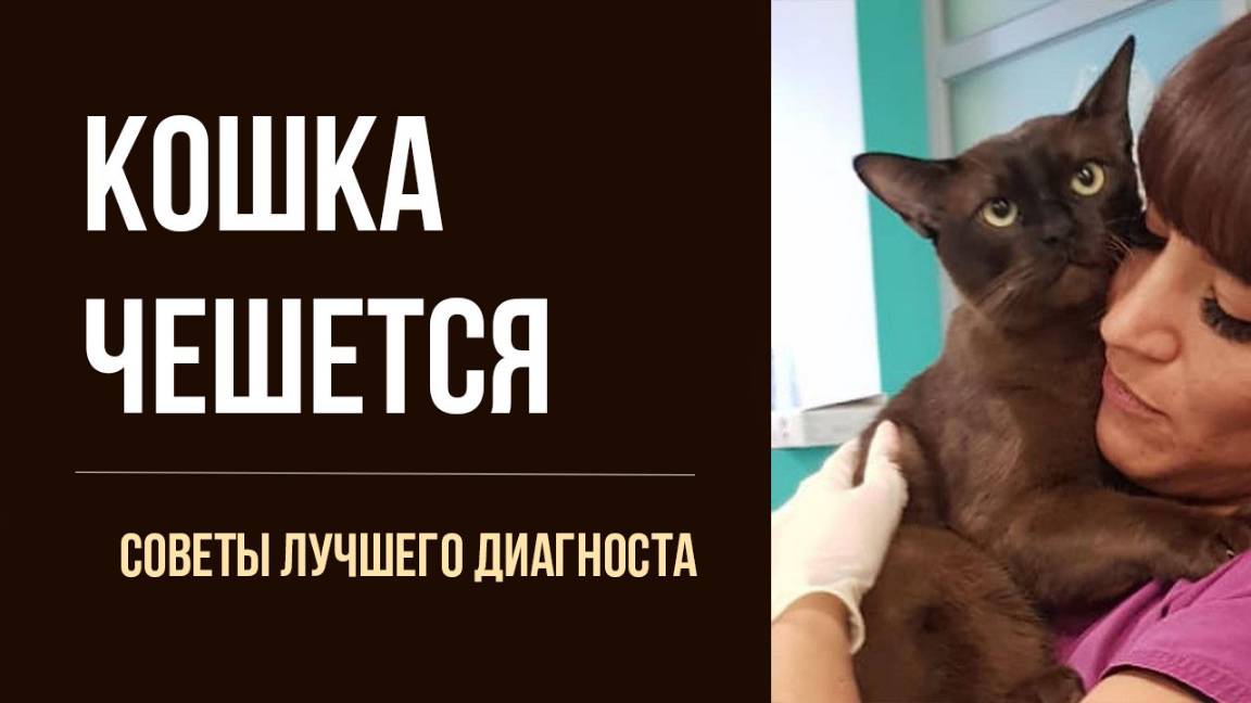 Как безопасно избавить кошку от ушного зуда, блох и клещей | О котятах и взрослых кошках