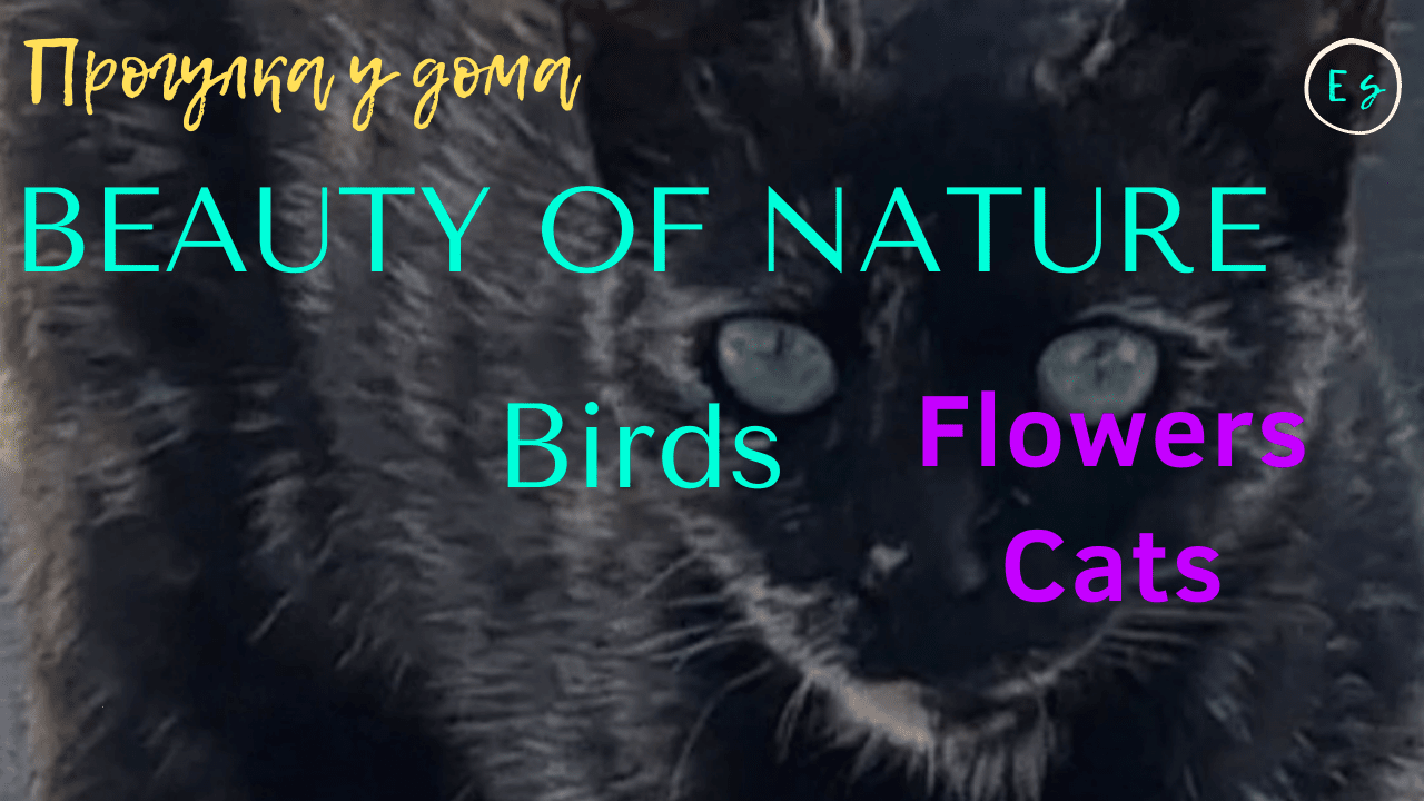BEAUTY OF NATURE/Flowers and Birds/ Cats/Природа/Цветы, птицы, и не только. Ganei Ya'ar
