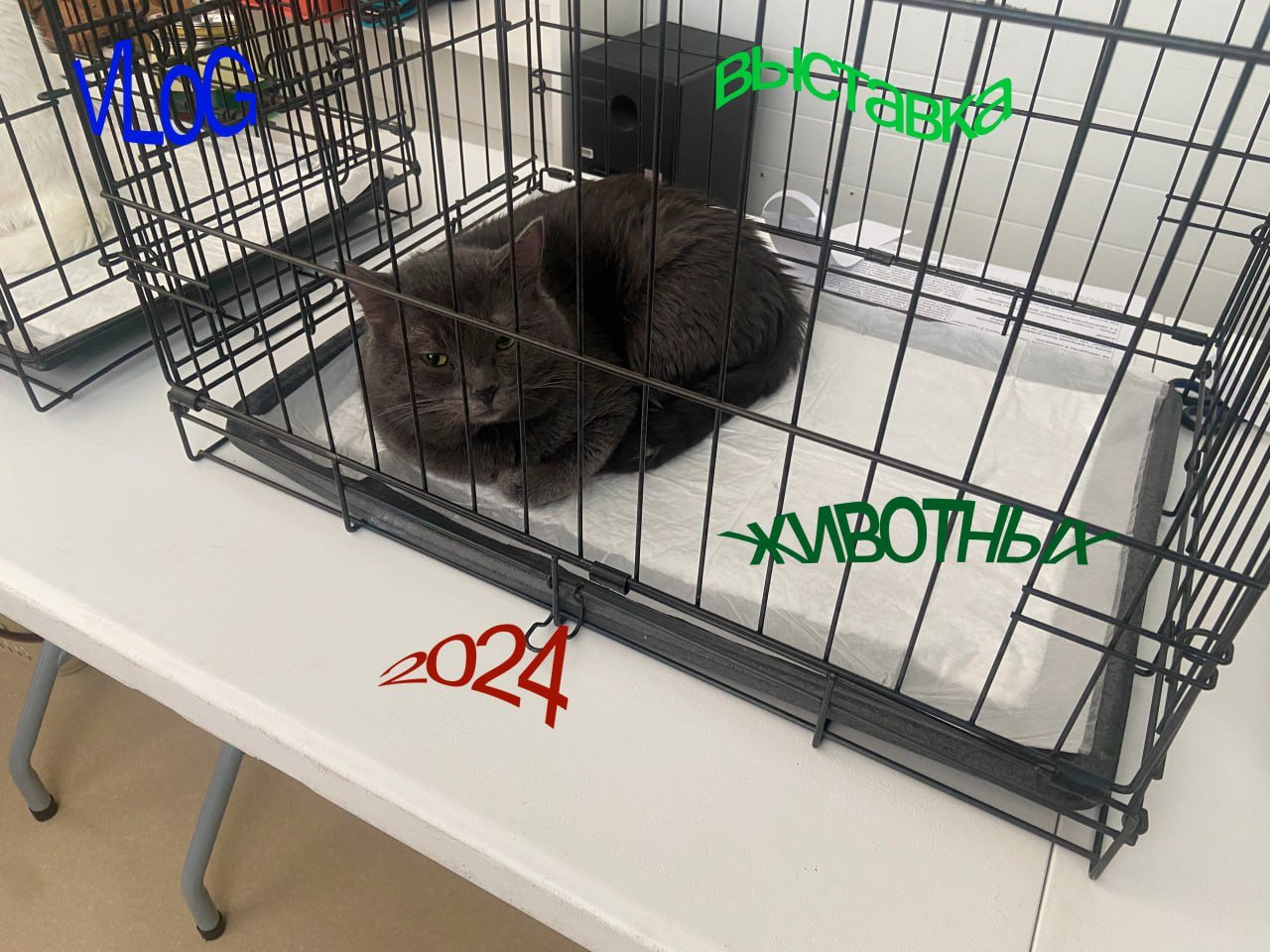 VLoG выставка кошек 2024